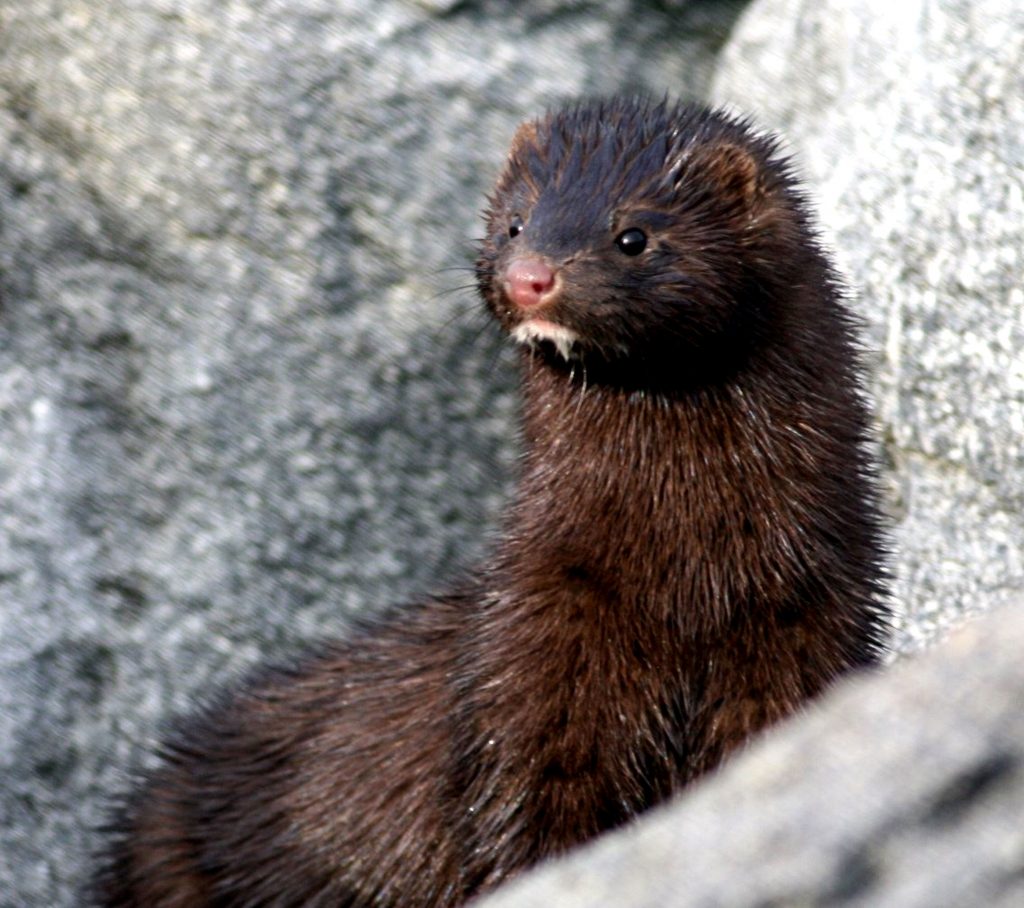 American Mink – Skye & Lochalsh Rivers Trust